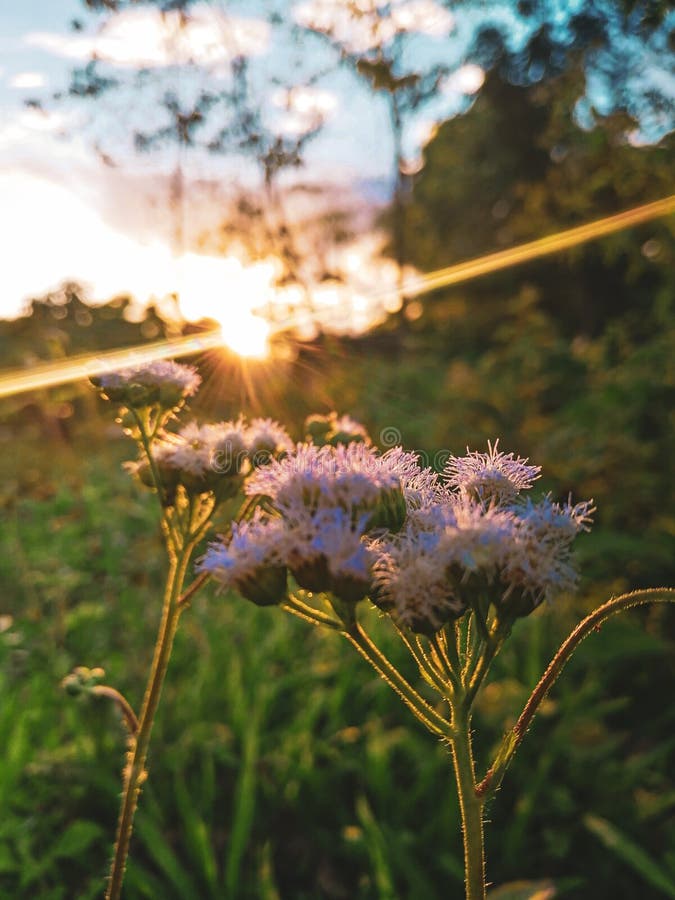 Sun rays and flowers stock image. Image of flowers, nature - 195880639