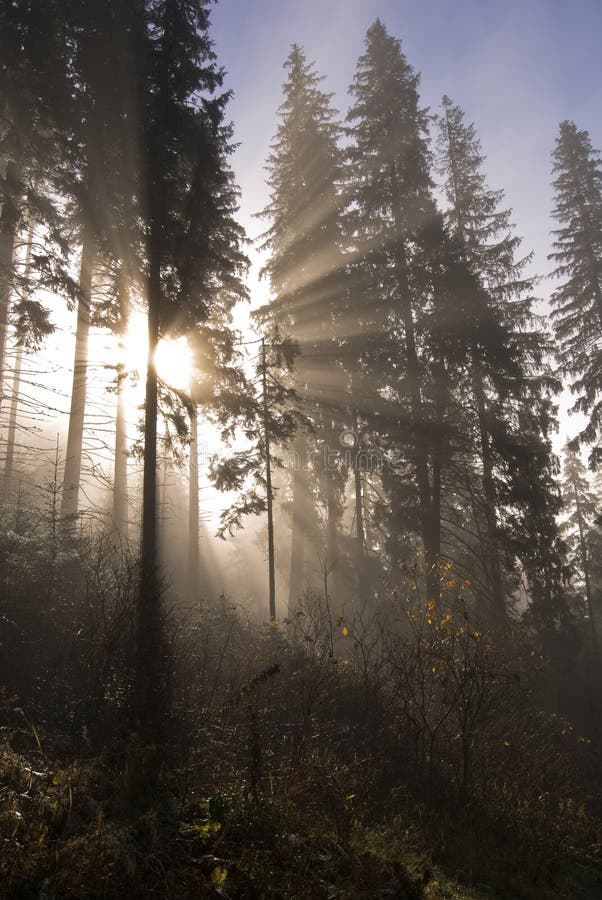 Sun rays in the woods stock photo. Image of warmth, sunshine - 2030948