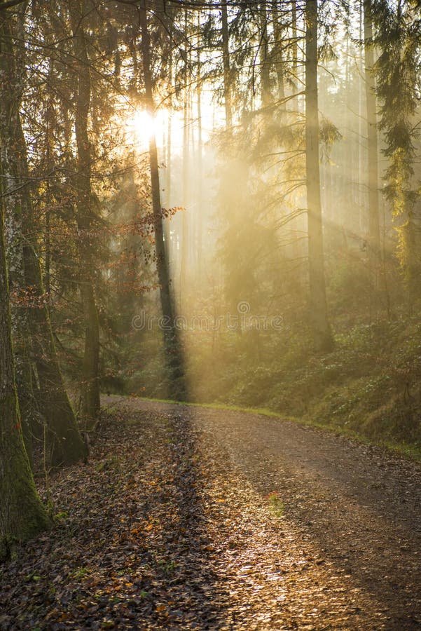Sun rays in a forest stock photo. Image of natural, idyll - 135606704