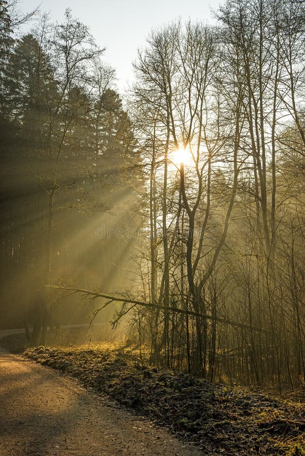 Sun rays in a forest stock photo. Image of autumnal - 136187082