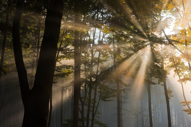Sun rays in the forest stock image. Image of forest, warm - 16471225