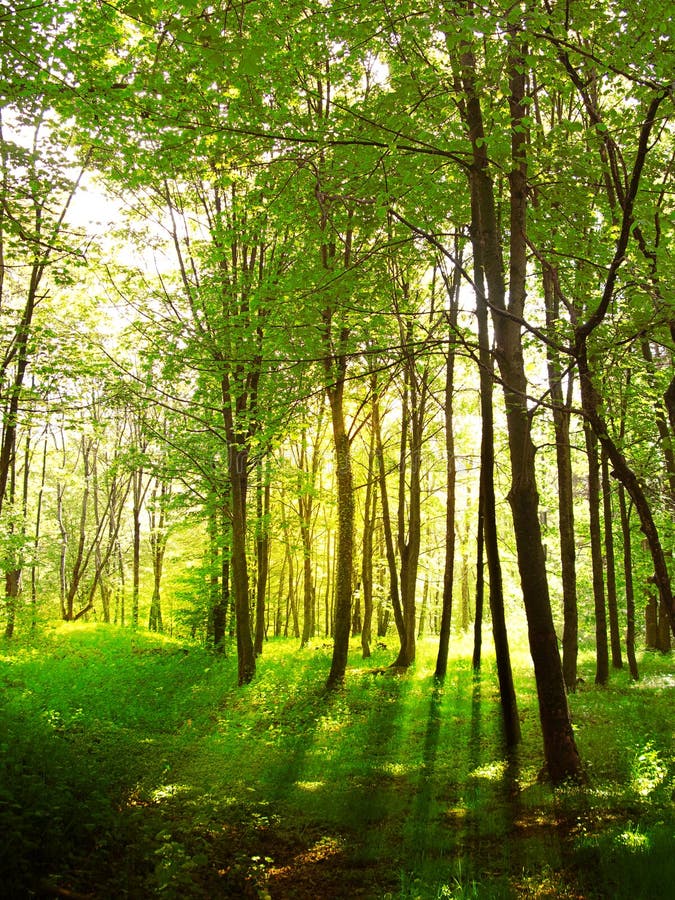 600+ Sun rays forest Free Stock Photos - StockFreeImages