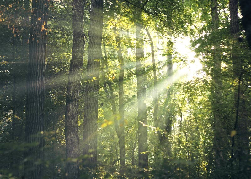 Sun Rays through the Forest Stock Photo - Image of nature, rays: 22460796