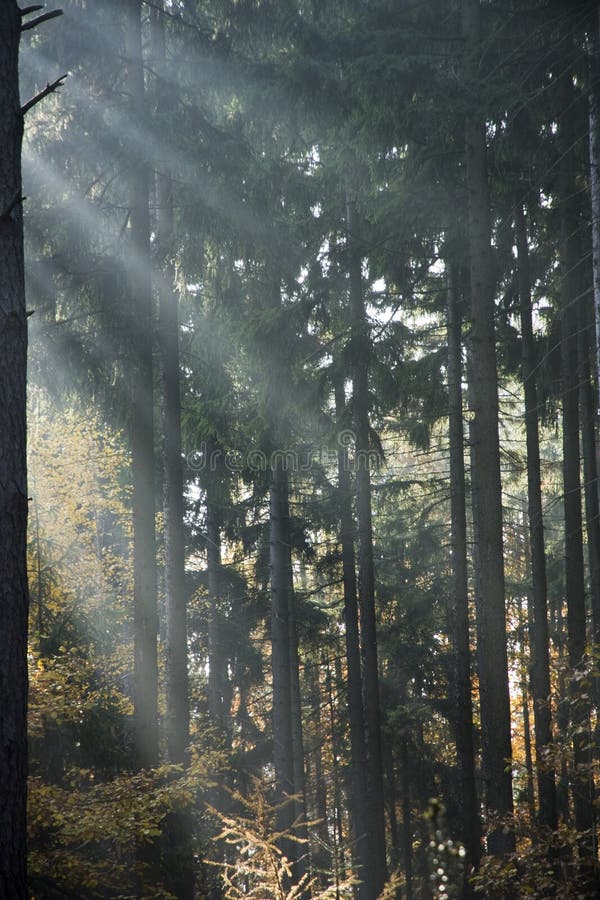 Forest sunlight stock photo. Image of sunbeam, outdoor - 3905366