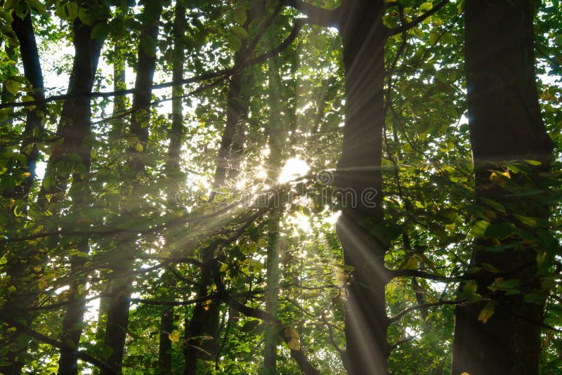 Sun Rays through the Forest Stock Image - Image of plant, tree: 261793243