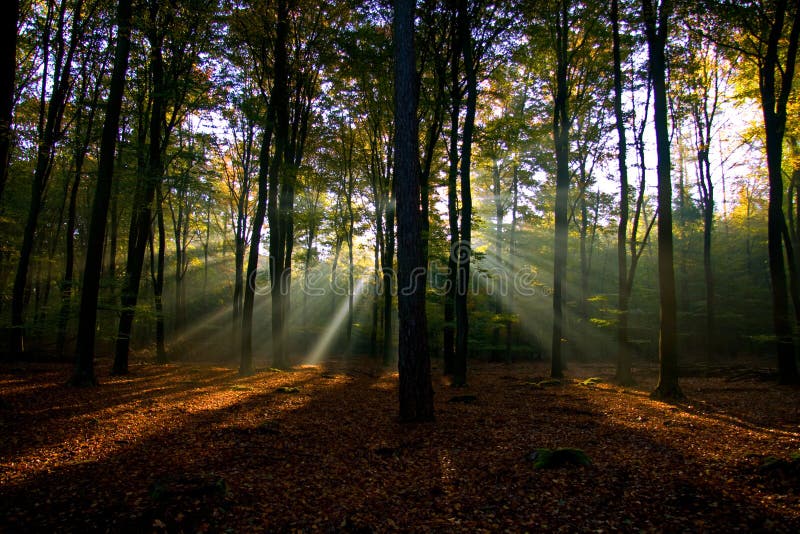 Light Forest Sun Rays