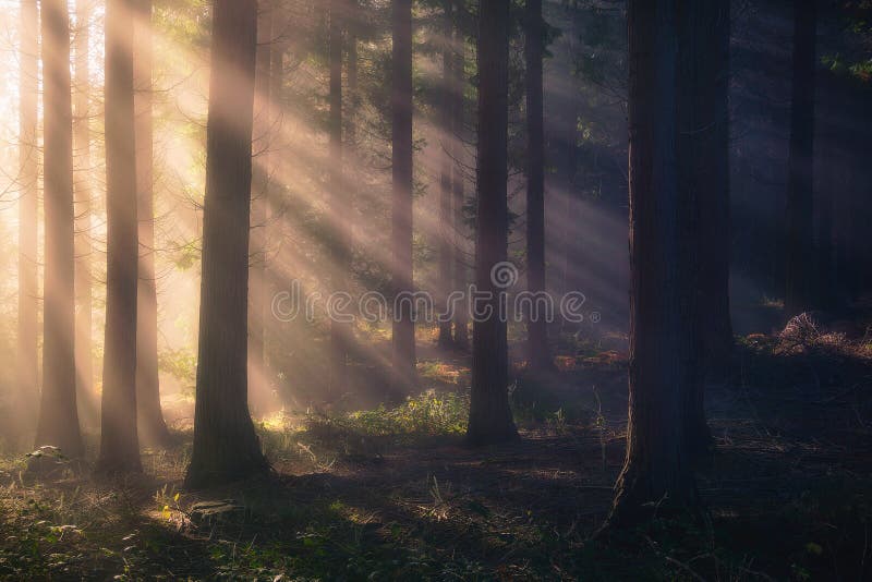 Sun rays on forest stock image. Image of foggy, tree - 81387493