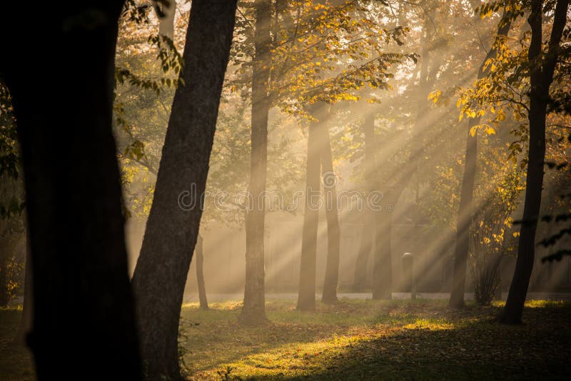Sun Rays in a Forest on an Autumn Day Stock Image - Image of light ...