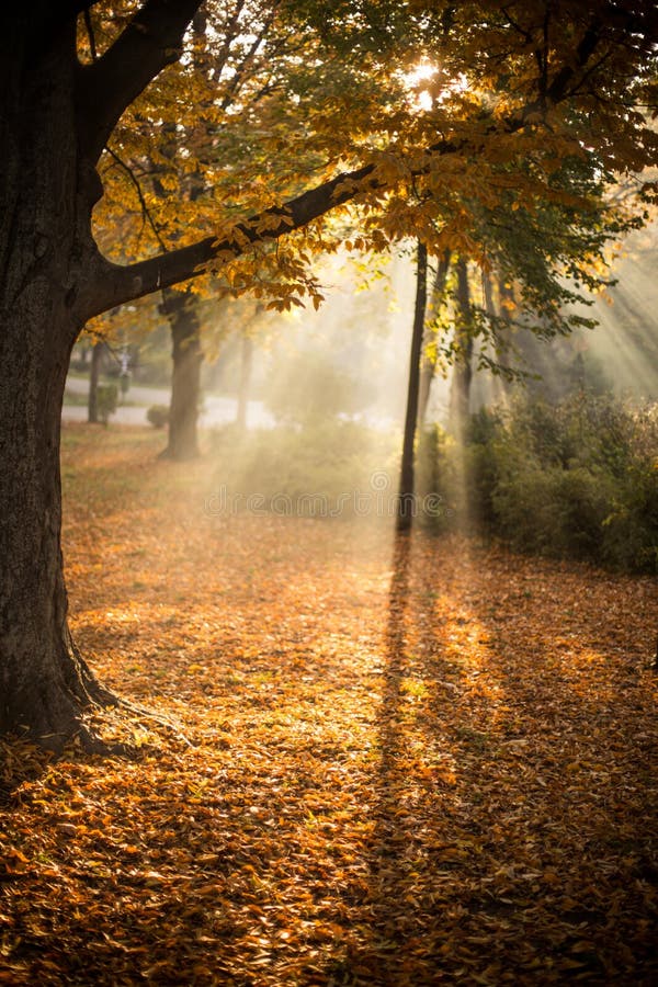 Sun Rays in a Forest on an Autumn Day Stock Image - Image of park, hike ...
