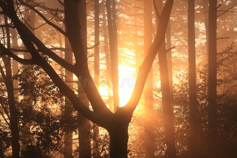 Sun rays in the forest stock image. Image of wooded, sunlit - 46225153