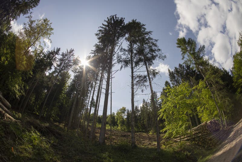 Sun Rays in the Forest 180 Degrees Fisheye Shot Stock Photo - Image of ...