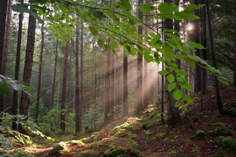 Forest in fog stock photo. Image of forest, farm, landscape - 139768178