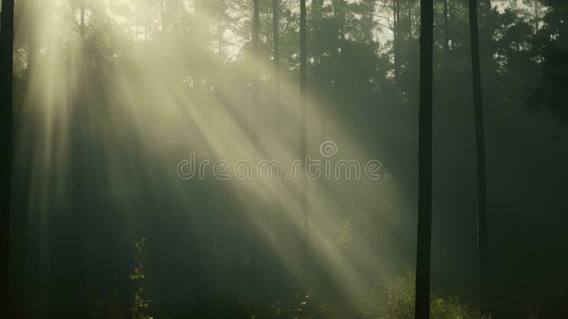 Sun Rays through the Forest Sun Rays in the Forest Rays of Light Stock ...