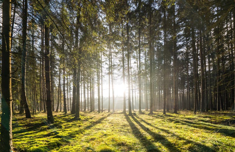 Sun rays in the forest stock image. Image of landscapes - 274388095