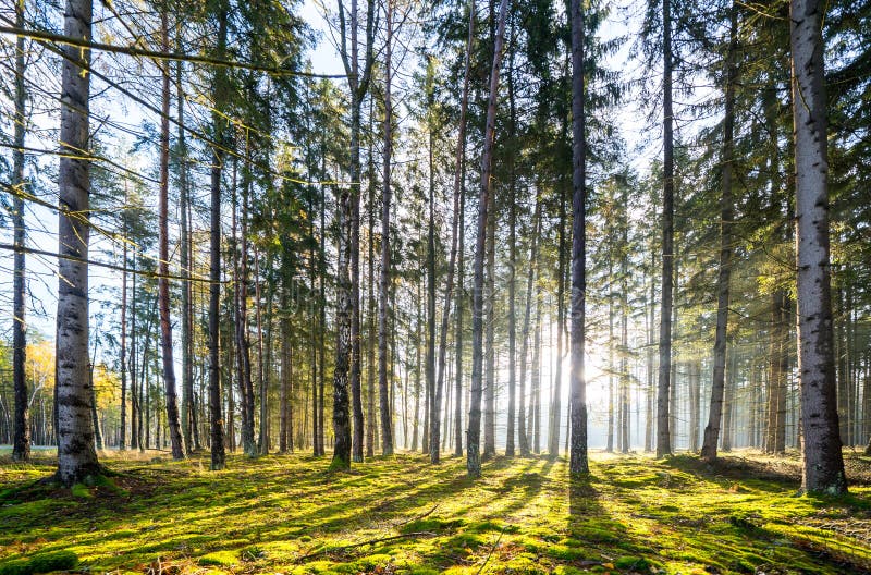 Sun rays in the forest stock photo. Image of shining - 273945762
