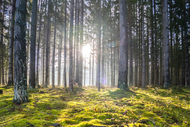 Sun rays in the forest stock image. Image of nature - 274386567