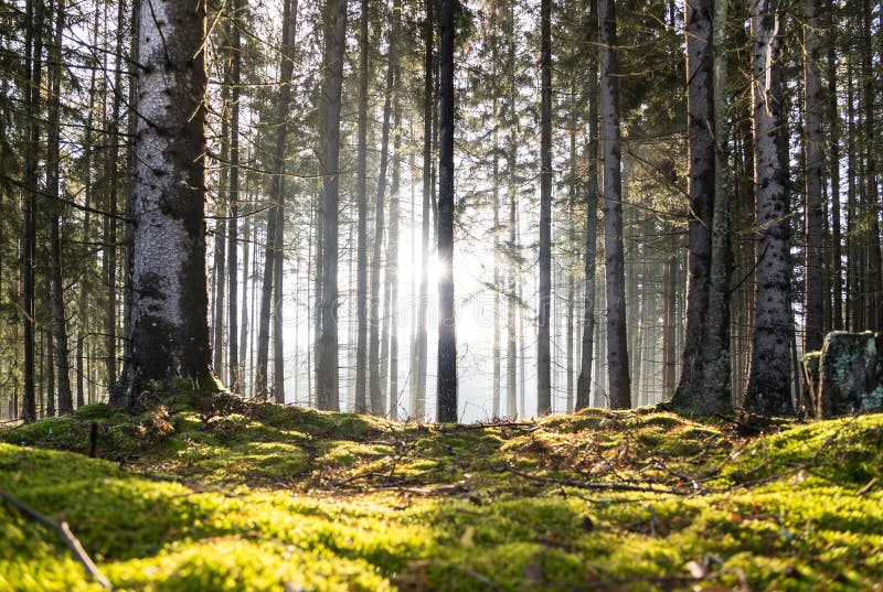 Sun rays in the forest stock image. Image of fall, beautiful - 275397785