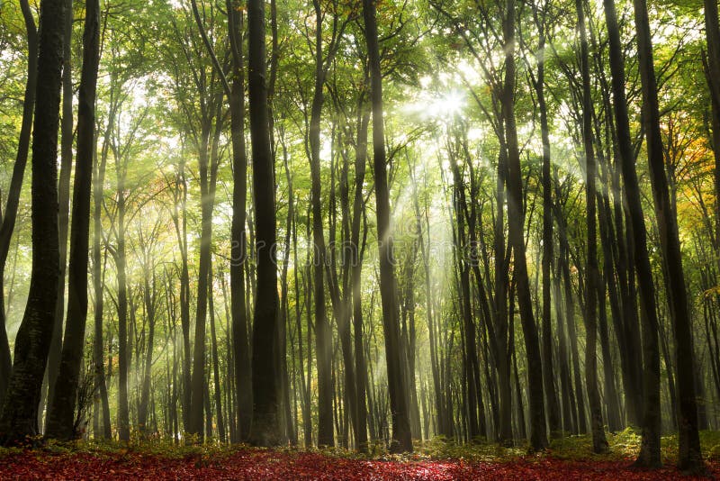 Sun rays in the forest stock image. Image of wooded, sunlit - 46225153
