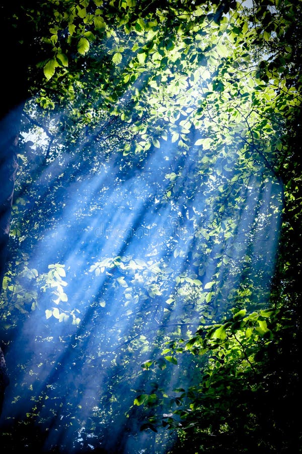 Rays of sun in forest stock photo. Image of sunny, sunlight - 7251792