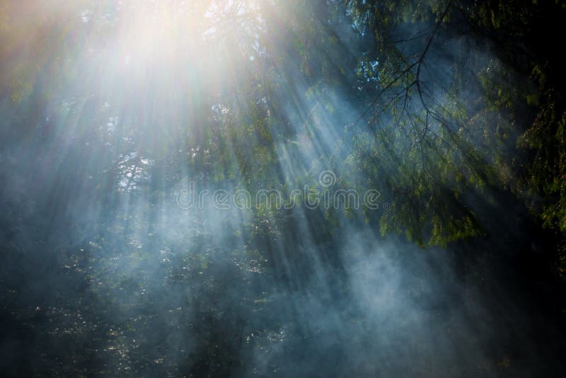 Sun rays in forest stock image. Image of shine, natural - 79111547