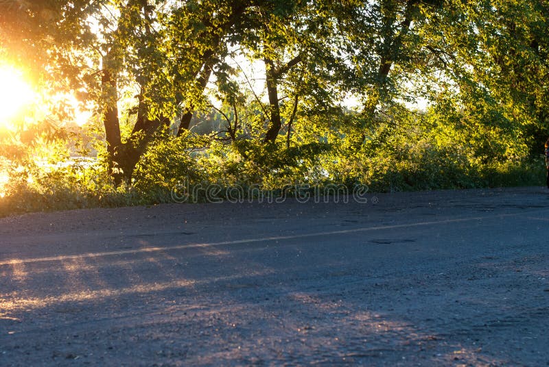 Sun Rays on the Forest Road Stock Image - Image of park, illuminates ...
