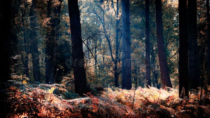 Sun rays in the forest stock photo. Image of colors - 262177016