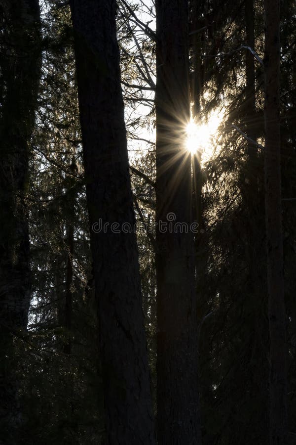Sun Rays through Forest Trees Stock Image - Image of finland, light ...