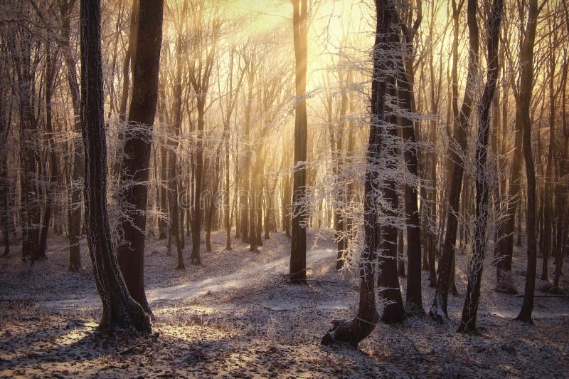 Sun Rays in a Frozen Forest with Fog Stock Image - Image of ground ...