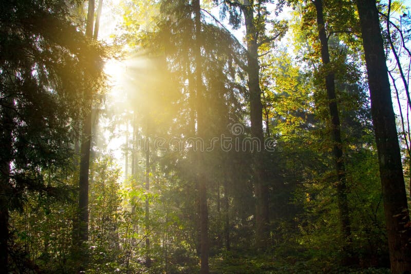 Sun Rays Glowing during Sunrise after a Foggy Night in the Forrest ...