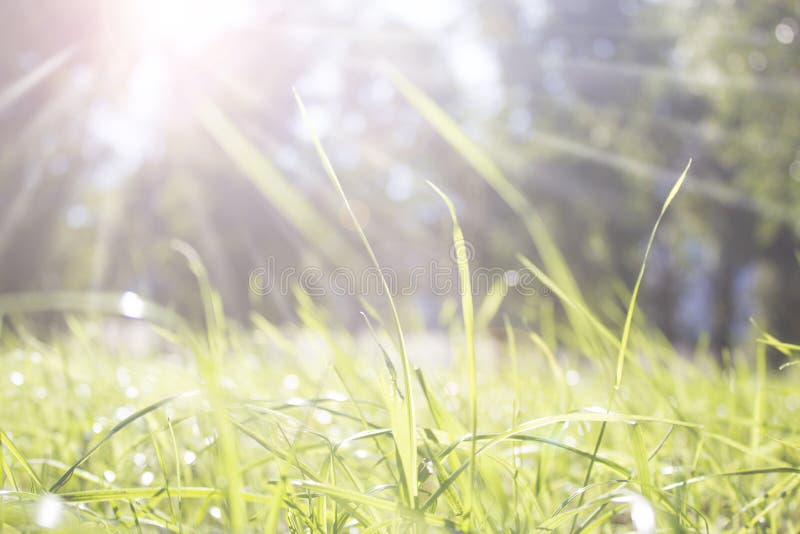 Sun Rays on the Grass in the Park Stock Photo - Image of green, meadow ...