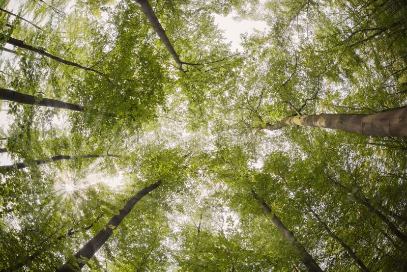 Forest low angle view stock image. Image of sunlight - 106320345