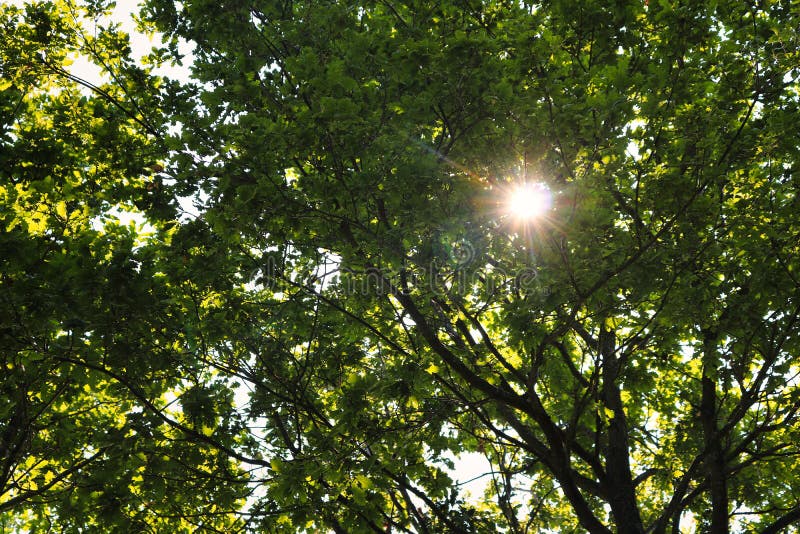 Sun Rays through the Green Leaves of a Tree Stock Photo - Image of ...