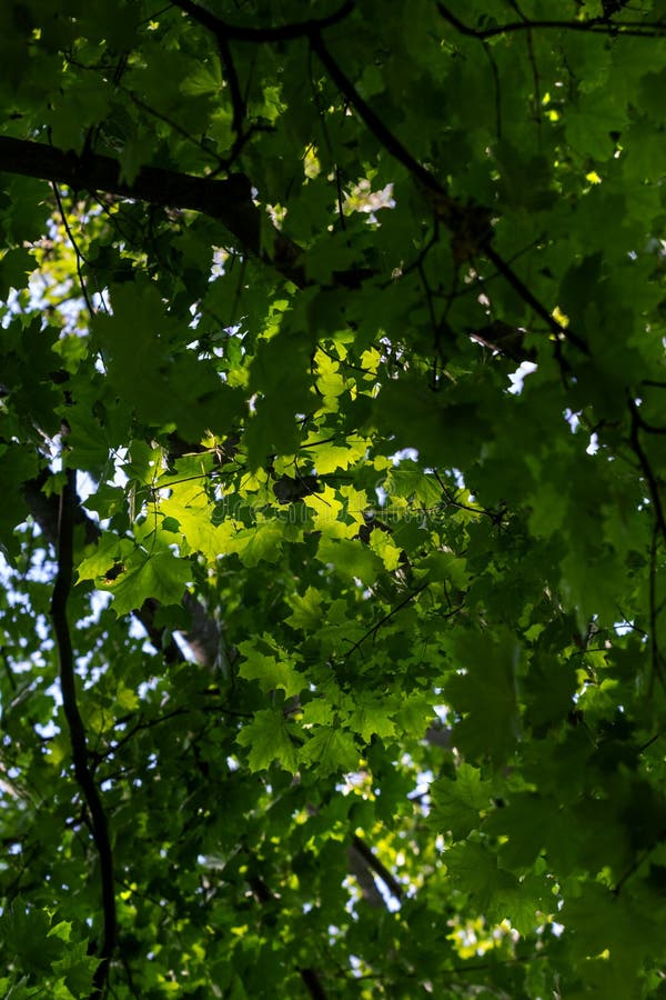 Sun Rays through Green Maple Leaves Stock Image - Image of natural ...