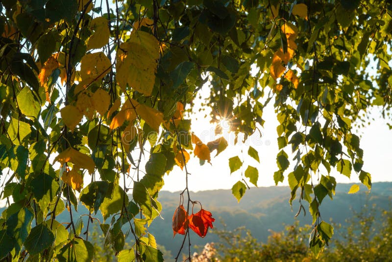 Sun rays through leaves stock photo. Image of season - 231867408