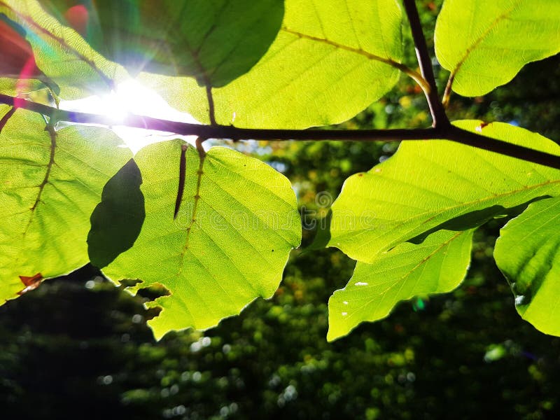 Sun Rays through the Leaves Stock Image - Image of macro, green: 160360399
