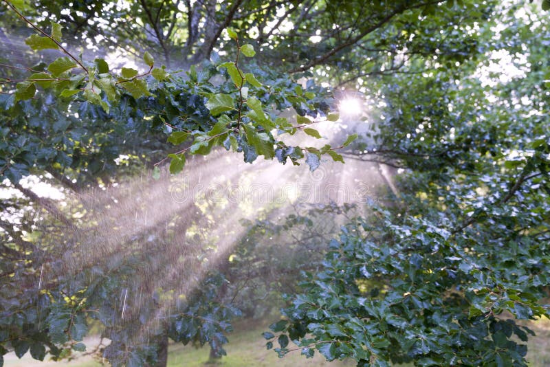 Sun Rays through Leaves in the Rain Stock Image - Image of misty ...