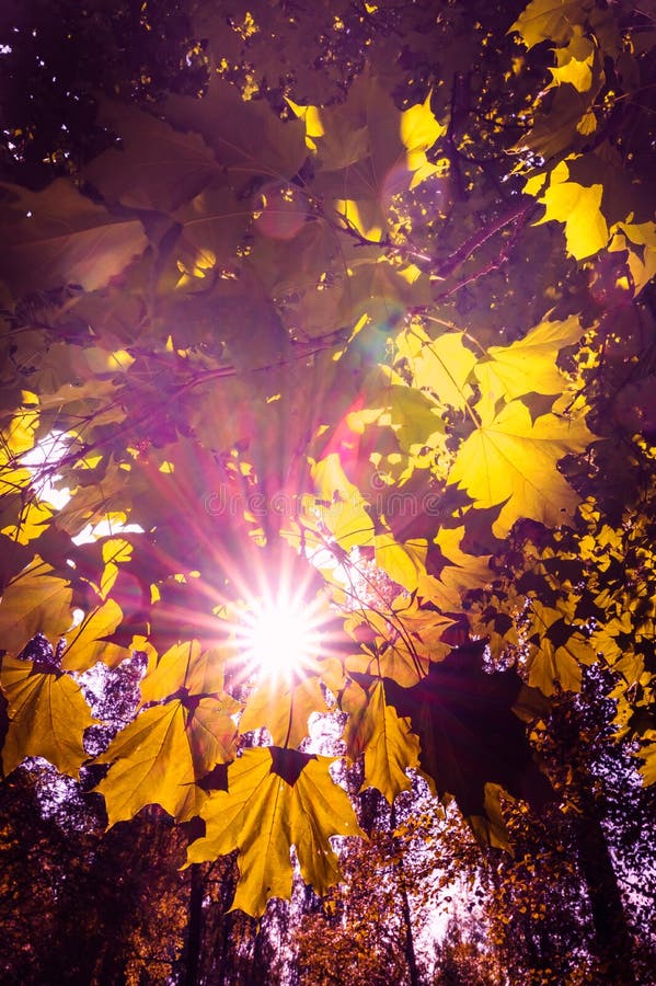 Sun rays through leaves stock image. Image of deciduous - 247711299