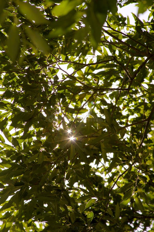 Sun Rays through Leaves of the Trees Stock Photo - Image of countryside ...