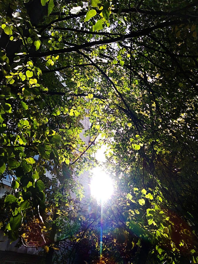Sun Rays through the Leaves of Trees Stock Image - Image of midday ...
