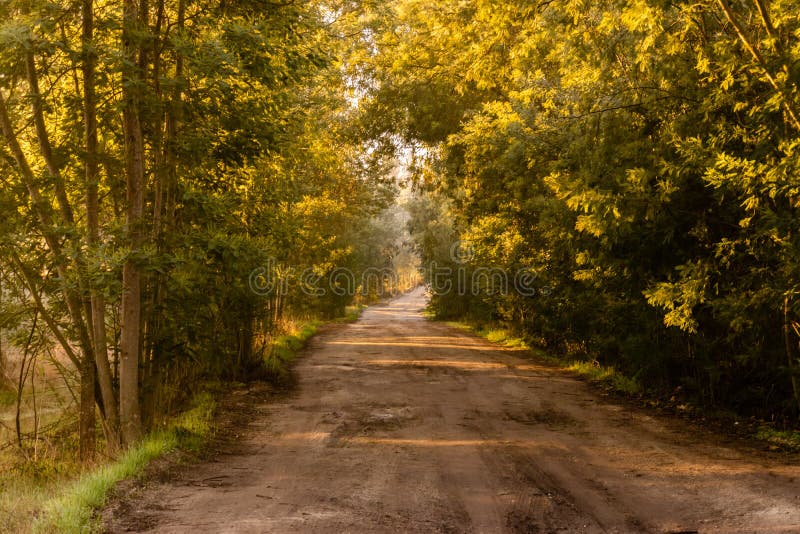 Sun Rays of Light in Autumn Forest with Path and Trees with Colourful ...