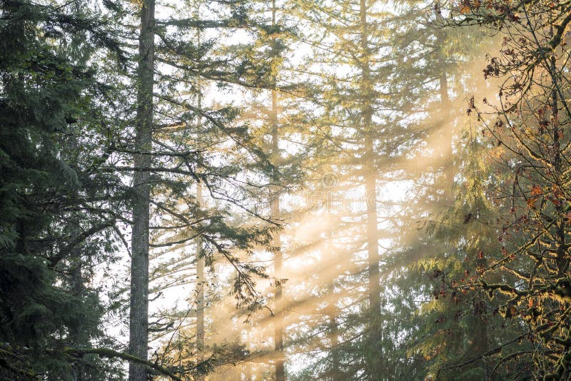 Sun Rays Lighting Hazy Fog in Trees of Pacific Northwest Stock Image ...