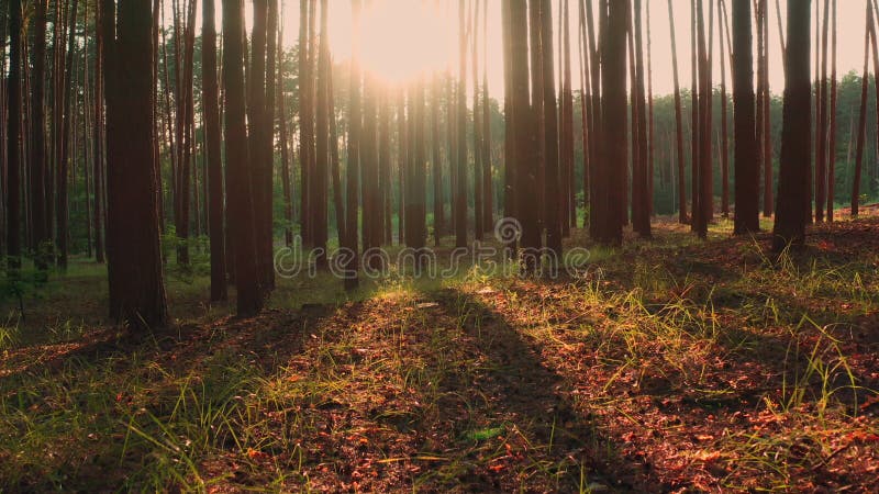 Light of the Sun through the Trunks of Trees Highlights the Grass in ...