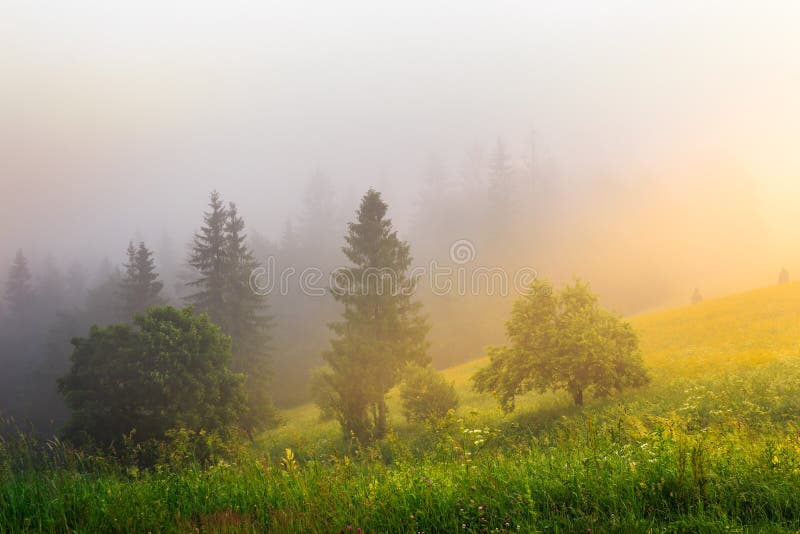 Sun Rays Make Way through Fog Stock Image - Image of natural, landscape ...