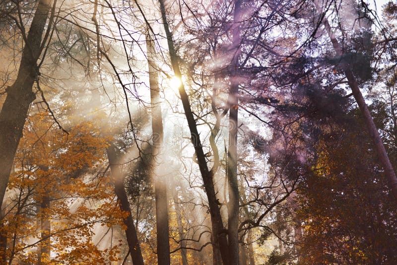Beautiful Sun Rays in the Midday Forest Stock Photo - Image of trees ...