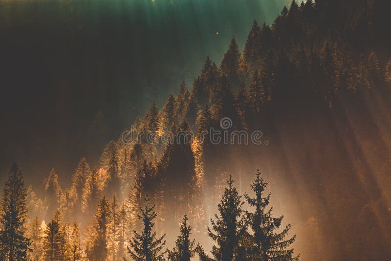 Sun-rays through Misty Pine Forest Autumn Nature Background Stock Photo ...