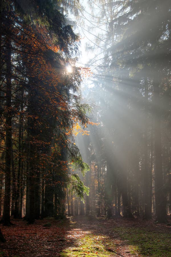 Sun Rays in the Morning Forest - God Beams Stock Photo - Image of light ...