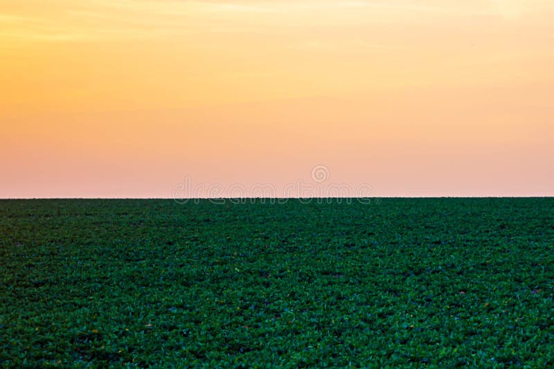 Sun rays over field stock photo. Image of environment - 176455596