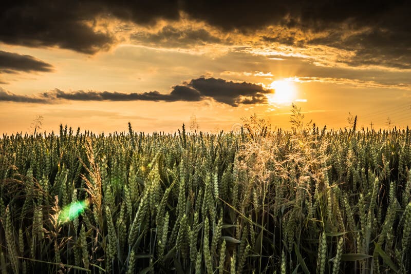 Sun rays over field stock image. Image of plant, background - 124362079