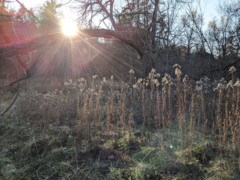 Sun Rays Over a Grassy Meadow Stock Image - Image of nature, autumn ...