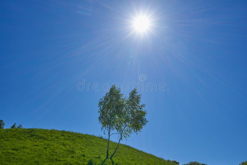 Sun with Rays Over Green Hill,two Birches Grow on a Hill on Green Grass ...